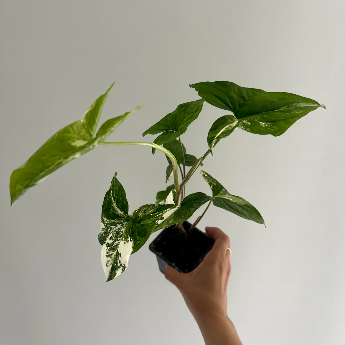 Singonio Variegado – OURGARDEN