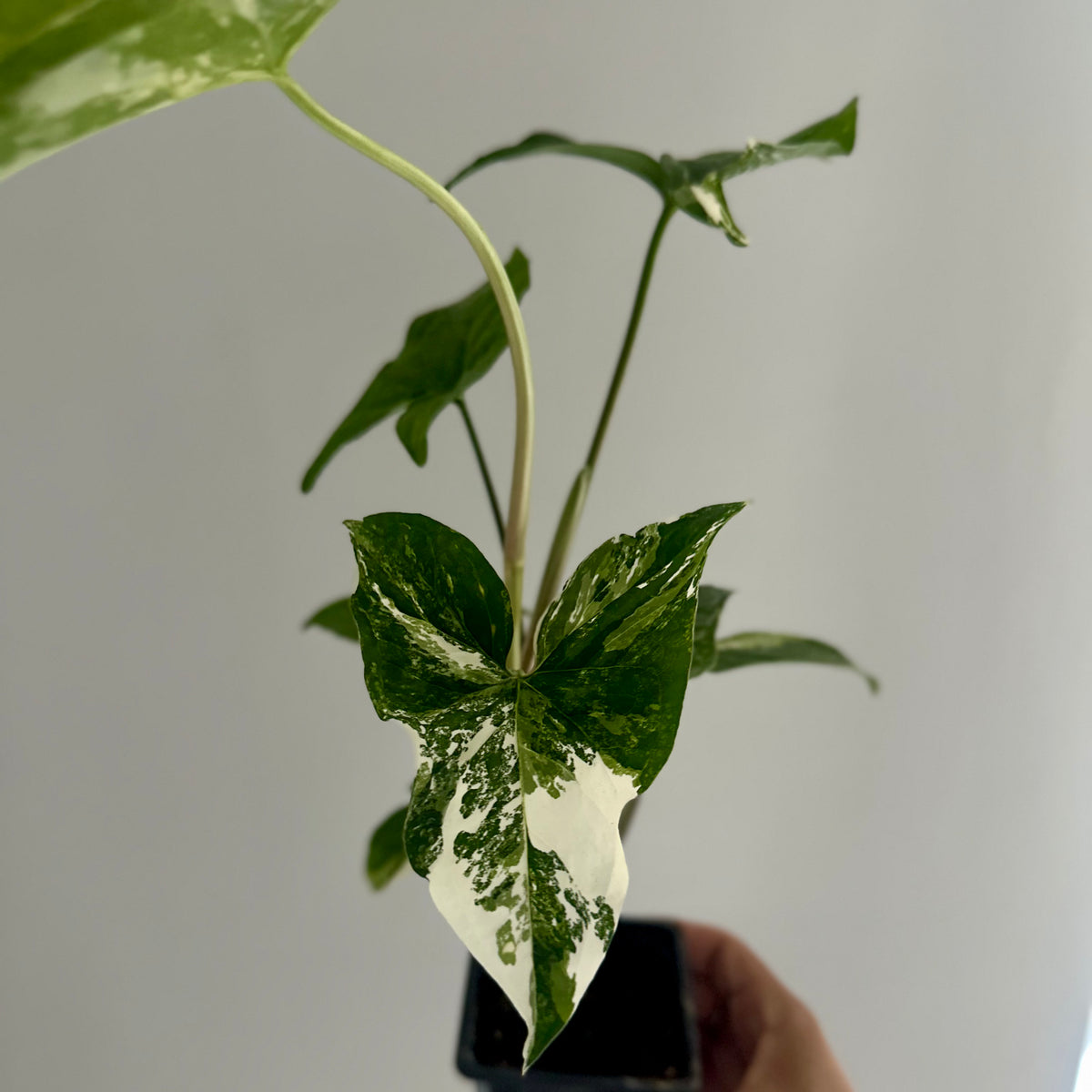Singonio Variegado – OURGARDEN